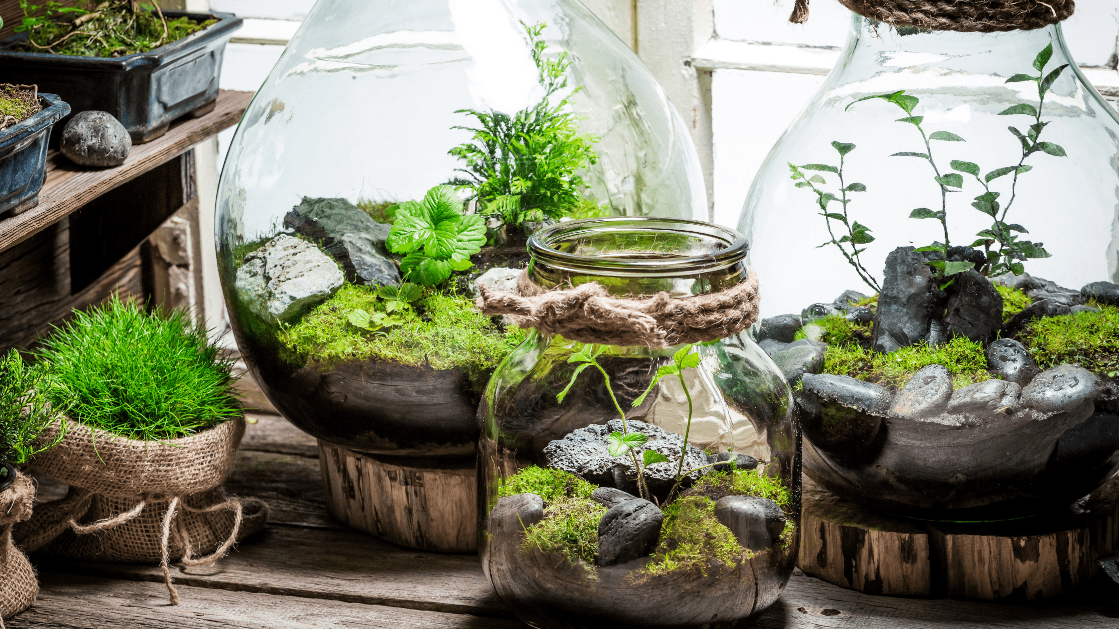 Ecosystems and What They Mean for Us - Beyond Balanced Books